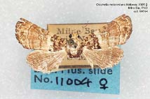 Papua Insects Foundation (Lepidoptera/Euteliinae thumbnails)